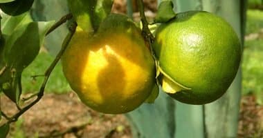 LA NARANJA - Un 10 para esta FRUTA TROPICAL