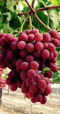 UVA! - Un 10 para esta FRUTA TROPICAL